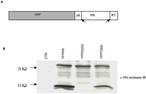 Subcloning Hiv 1pr Hiv Protease Along With Flanking Regions Within Rt