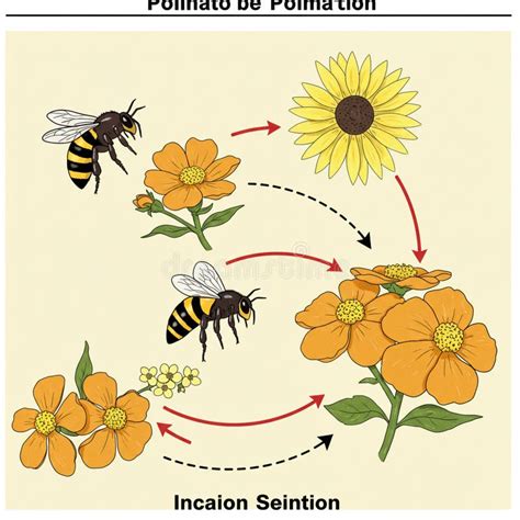 Illustration Depicting The Pollination Process With Bees Anthophila