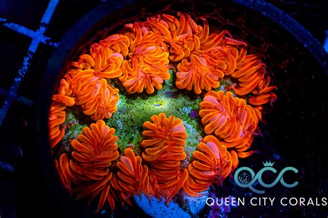 Ultra Rock Flower Anemone Wysiwyg Queen City Corals