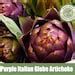 Carbon Organic Tomato Heirloom Seeds Non GMO Etsy