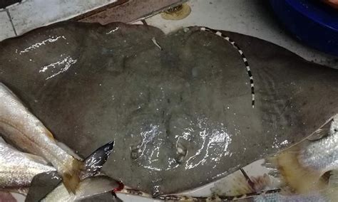 Perihal Ikan Pari Yang Ramai Tak Tahu Umpan