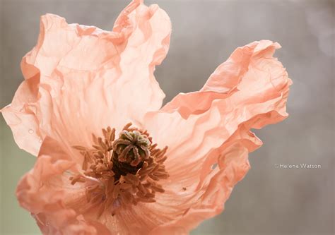 배경 화면 영국 꽃들 자연 꽃 무늬의 리버풀 식물의 꽃잎 플로라 수술 양귀비 섬세한 선도 나그네 Canon100mmmacro 청정 단일 꽃