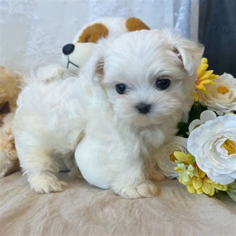 말티즈밀크시흥점 강아지분양고양이분양 오독안심분양센터위탁센터인천광주대구시흥