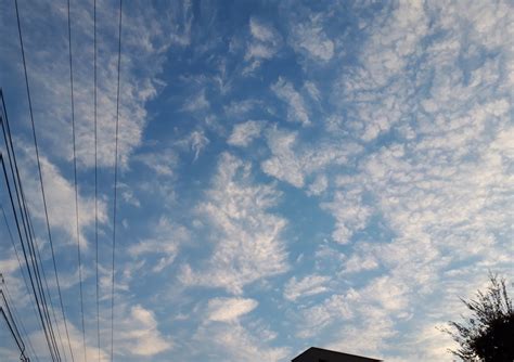 これがリア充 黒柴くるみの花道