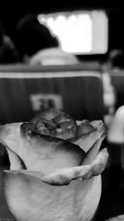 من عاشق این رز هستم چون همین رز رو به ارزو هام دادمحامیم رزسفیدرز Youtube