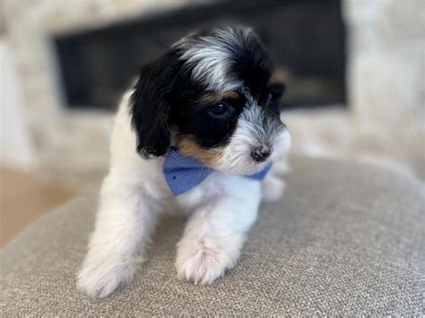 Tri White Black Brown Parti Havapoo Puppy For Sale Near Me