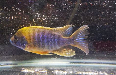Lemon Jake 8 Peacock Wysiwyg Paradise Tropicals Llc