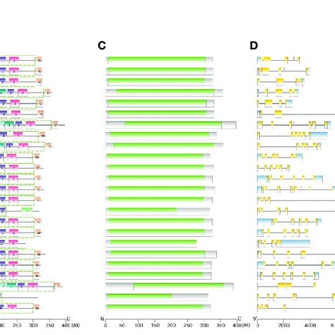 Phylogenetic Relationship Conserved Motifs Conserved Domains And Gene