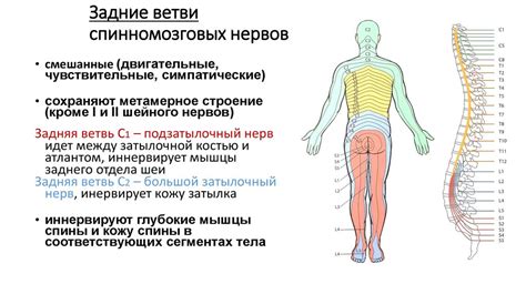 Анатомия спинномозговых нервов презентация онлайн