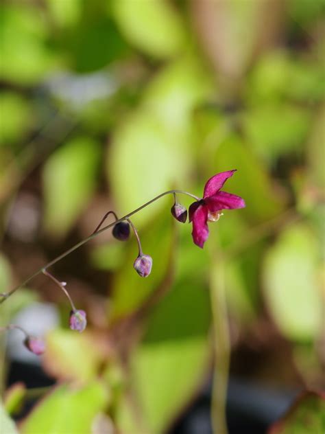 Epimedium X Rubrum Galadriel Beth Chattos Plants