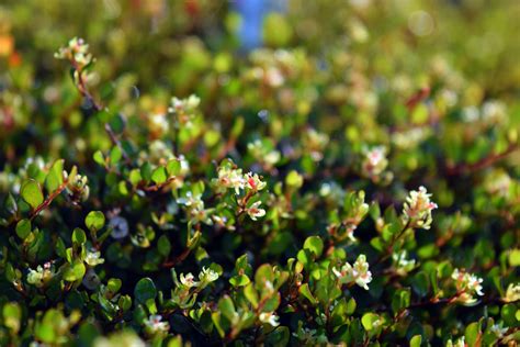 Red De Bij En Andere Bestuivers Zaailingen
