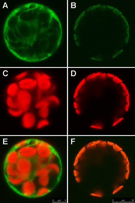 Atcpfhy1 Localizes To Chloroplasts C Terminal Egfp Fusion To The
