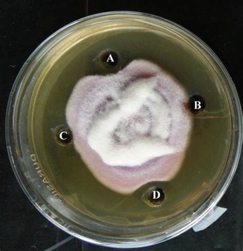 Antimicrobial Potential Of Different Solvent Extraction Of B