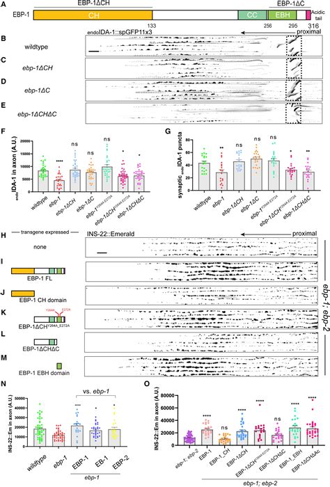 End Binding Protein Promotes Specific Motor Cargo Association In The Cell Body Prior To Axonal