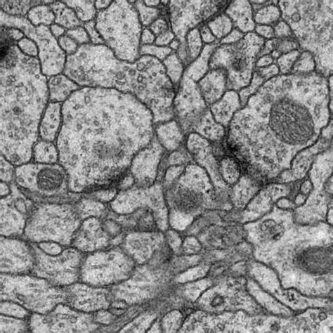 an example image label pair from the isbi 2012 em segmentation