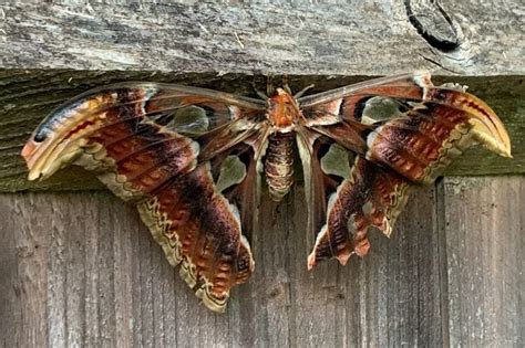 Worlds Largest Moth Found In Garden In Rare Uk Sighting Wiltshire Live