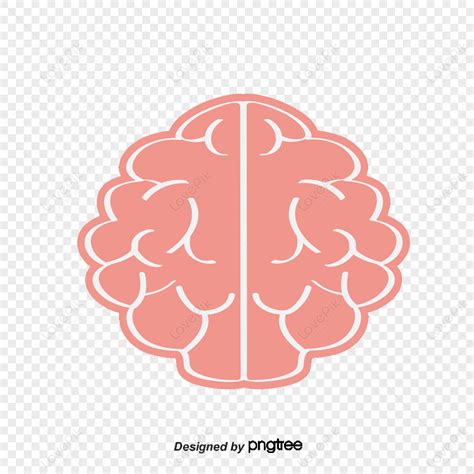 벡터 두뇌 모델링만화 뇌 Png 일러스트 무료 다운로드 Lovepik