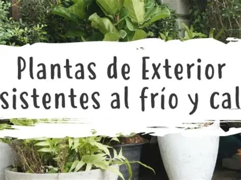 Plantas De Exterior Resistentes Al Sol Y Al Frío ️