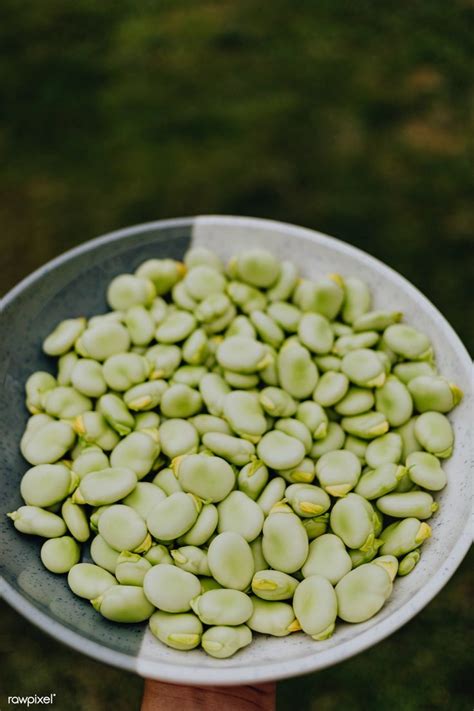 Freshly Picked Fava Beans