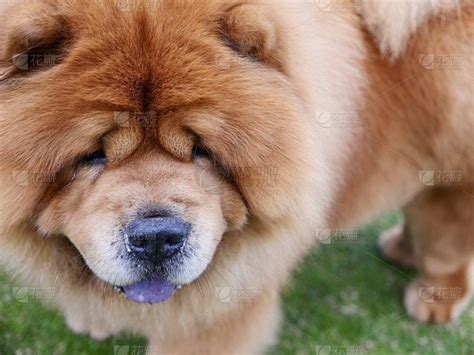 松狮犬在草地上散步