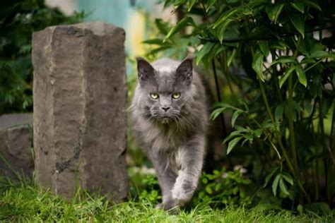Do Maine Coons Protect Their Owners 7 Surprising Facts
