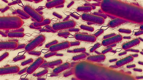 Campylobacter Infection Symptoms Causes Diagnosis Treatment And Prevention