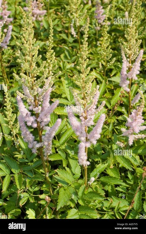 Pink Flowers Of Chinese Astilbe Saxifragaceae Astilbe Chinensis China