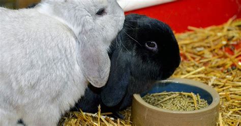 Lop Eared Bunny Guide Breeds Care And Floppy Eared Cuteness