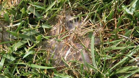 How To Identify Control And Prevent Pythium Blight Lawn Disease