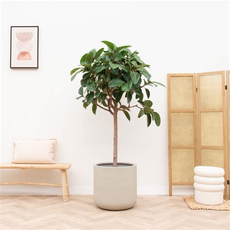 Ficus Elastica Robusta On Stem 190cm Green Bubble