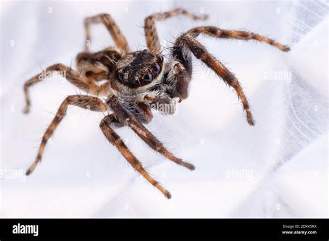 Gray Wall Jumping Spider Of The Species Menemerus Bivittatus Stock
