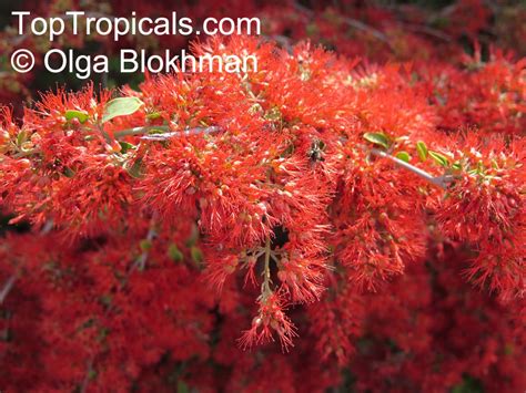 Combretum Microphyllum Combretum Paniculatum Subsp Microphyllum Flame Creeper Burning Bush