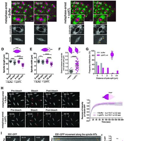 Spindle Shape And Function Are Affected Upon Cytatl Mediated Er
