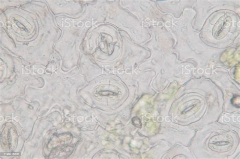 Cerrar Epidermis Vegetal Con Estomas O Epidermis De Hoja Bajo