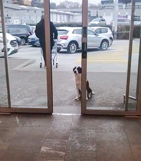 Anxious Dog Waits For Owner Outside Sliding Supermarket Door Michael