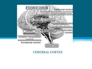 Neural Control Of Locomotion PPTX