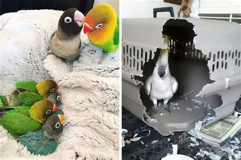 Cutest Parrot