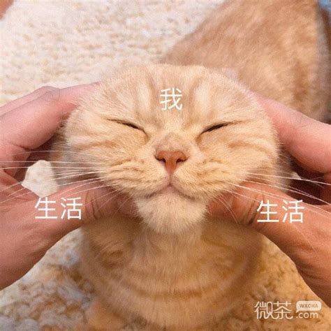 斗图聊天必备微信表情包微信表情微茶网