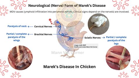 Mareks Disease In Chickens A Ultimate Guide Mannvetcorner