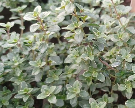 Herb Thyme Silver Queen