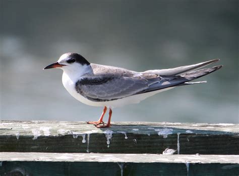 Tern Identification Common And Forsters Terns