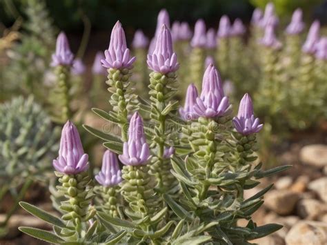 Astragalus Astragalus Membranaceus Stock Illustration Illustration