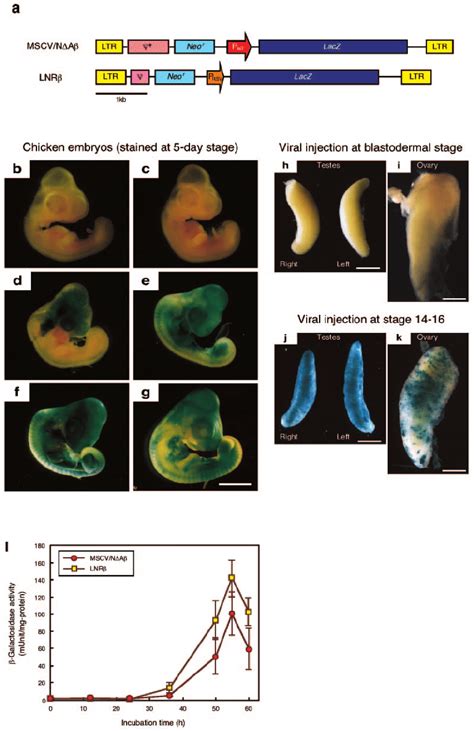 Developmental Stage Dependent Expression Of The Lacz Gene In Chicken