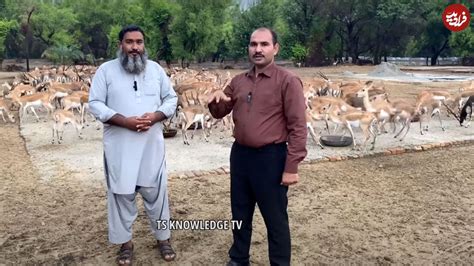 ویدئو ببینید این مرد پاکستانی چگونه شکم هزار گوزن پرورشی را سیر می کند