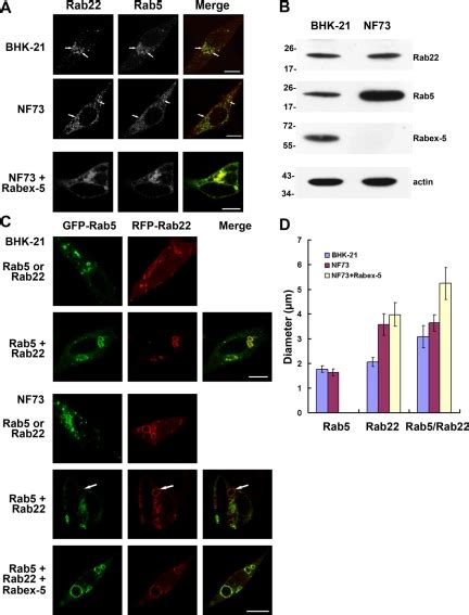 Rabex 5 Is A Rab22 Effector And Mediates A Rab22 Rab5 Signaling Cascade In Endocytosis Pmc