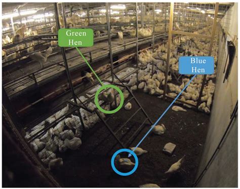 Deep Learning For Laying Hen Activity Recognition Using Wearable Sensors
