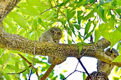 Young Eastern Screech Owls Owlets Stock Image Image Of Canada