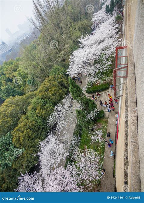 White Sakura Flower In Wuhan University Editorial Photo Image Of