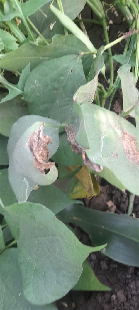 Experiment Crops Object Detection Dataset By Teaching Assistant