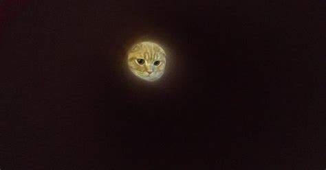 My Friend Took A Picture Of His Cat Through A Tube I Present To You